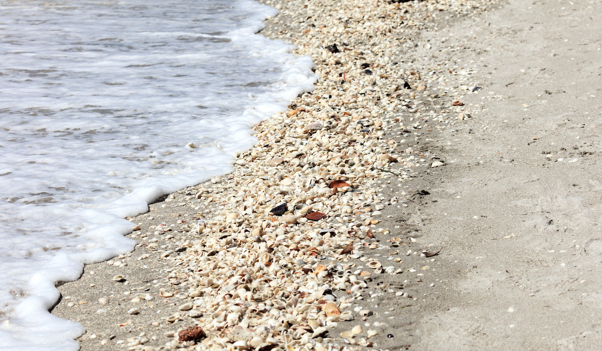 Best Shelling on Sanibel Island (What You Should Know) - Cabana Breezes