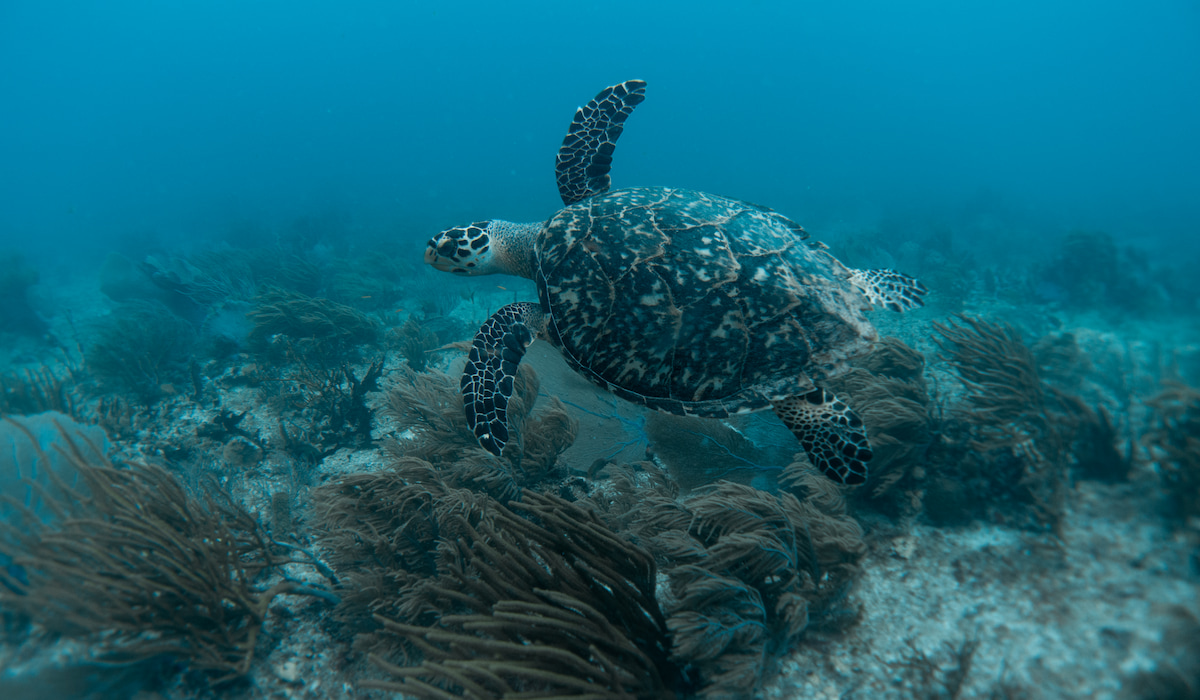 Where Can You See Turtles in Curaçao? - Cabana Breezes